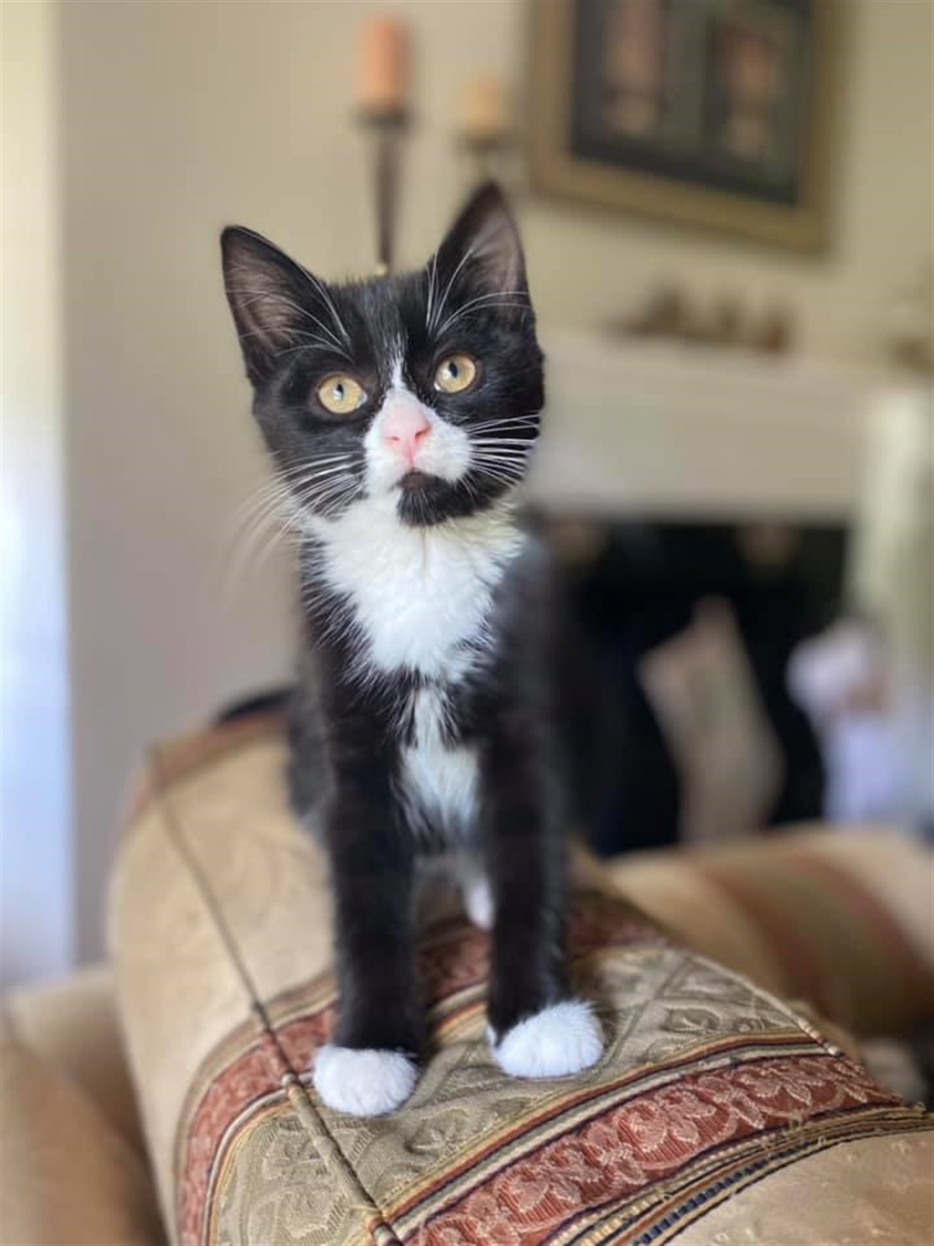 Turtle - Male Dsh Mix Cat in VIC - PetRescue