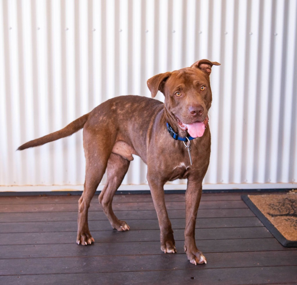 Dozer - Medium Male Mixed Breed Dog in WA - PetRescue