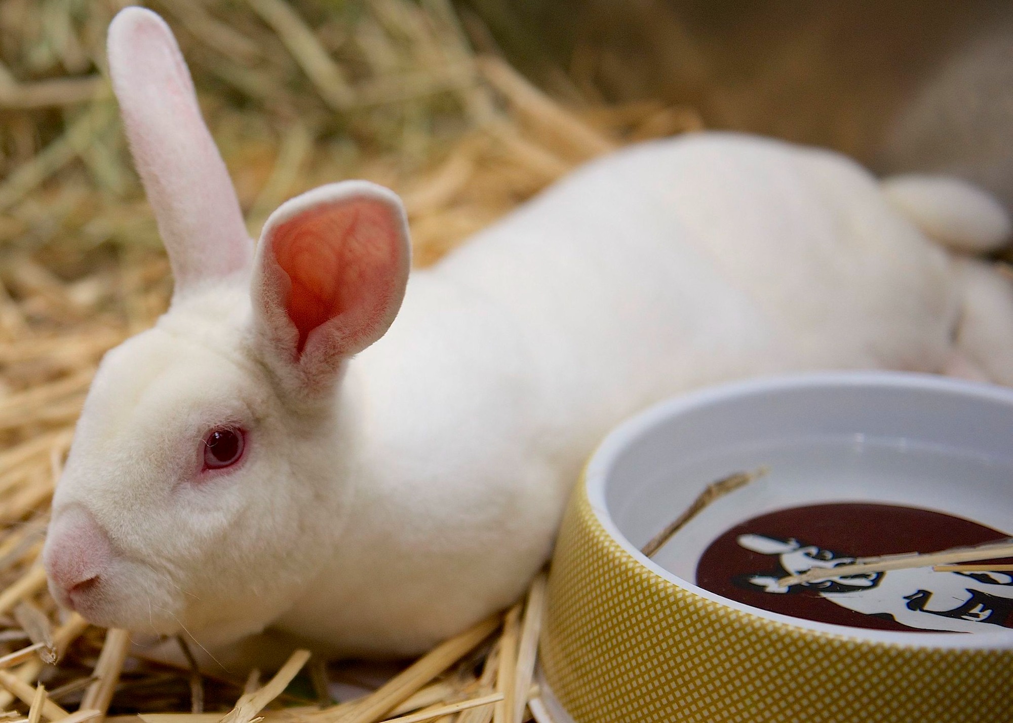 Arrow - Male Rex Mix Rabbit in NSW - PetRescue