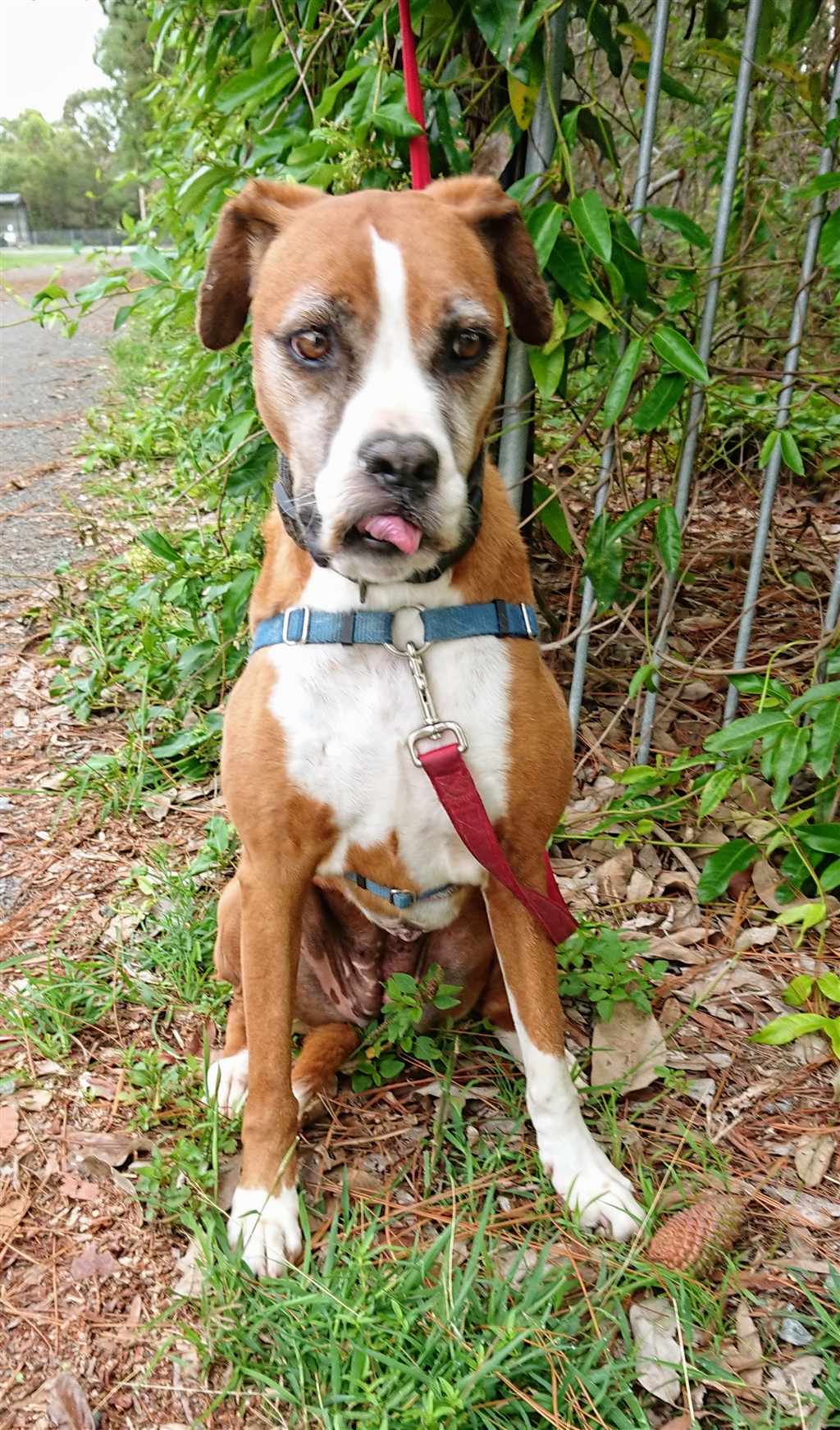Lola - Large Female Boxer Mix Dog in QLD - PetRescue