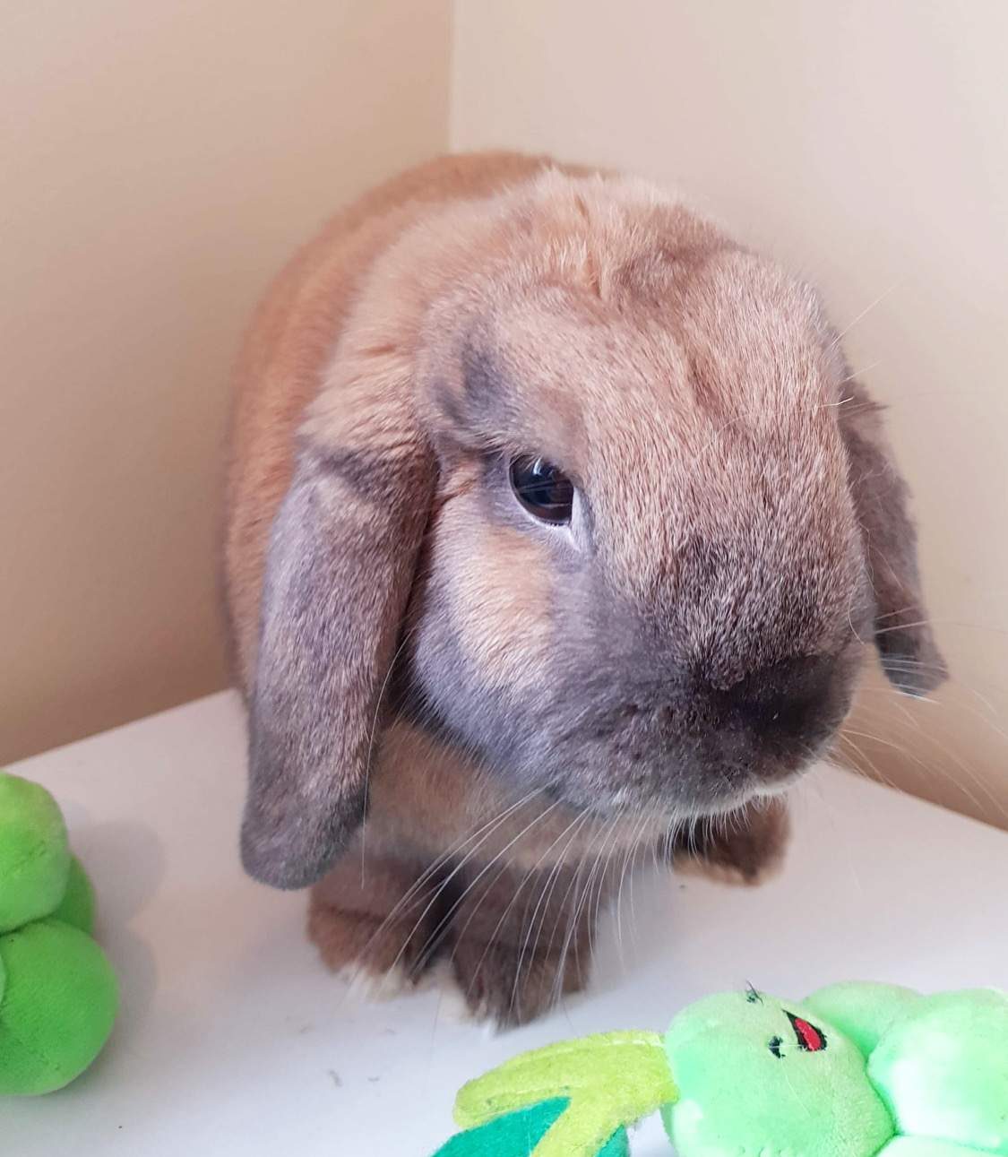 Maple - Female Mini Lop Rabbit in NSW - PetRescue