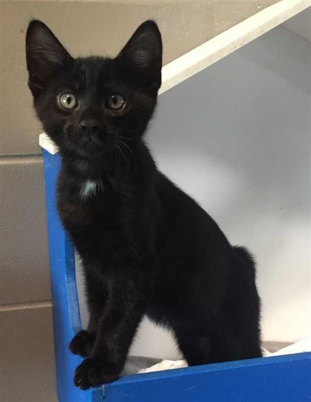 Smokey - Male Manx Mix Cat in QLD - PetRescue