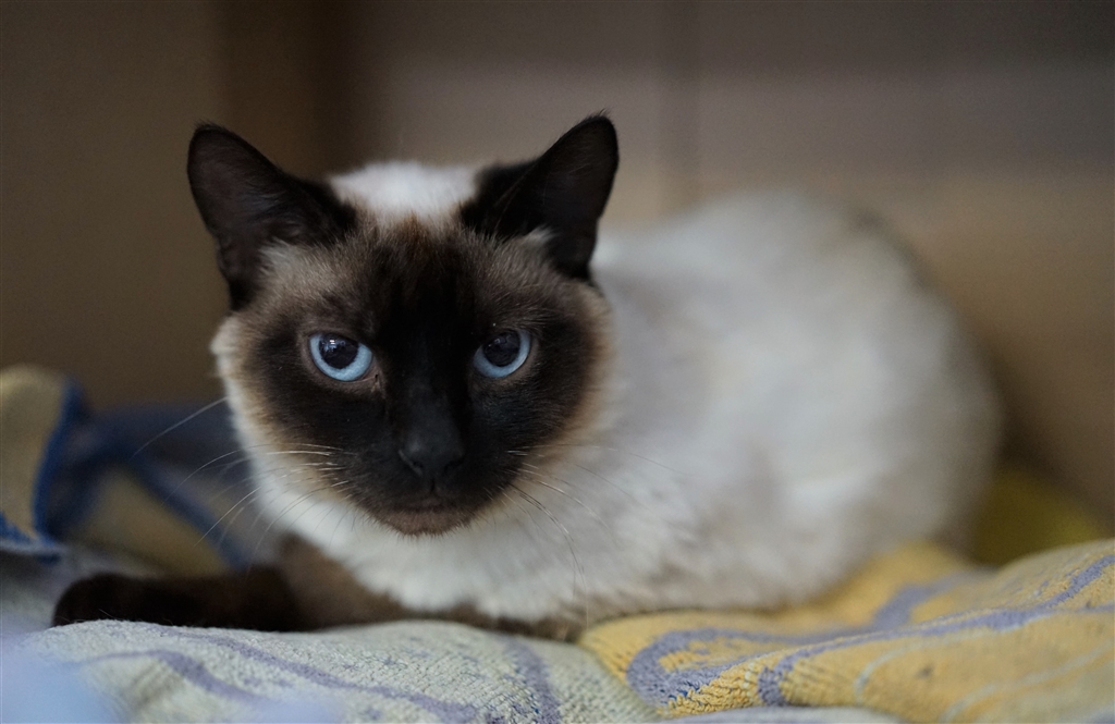 Murphy - Male Layanese Mix Cat in QLD - PetRescue