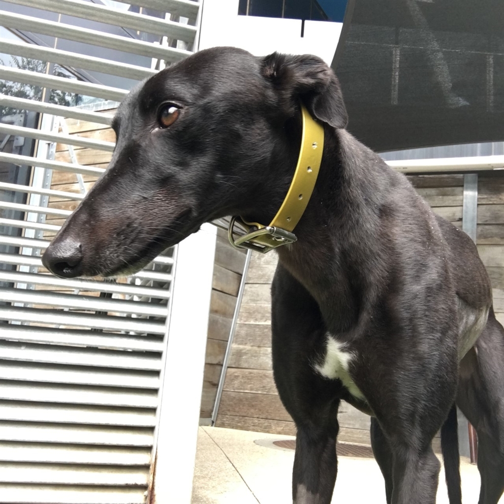 Kaye - Large Female Greyhound Dog in VIC - PetRescue