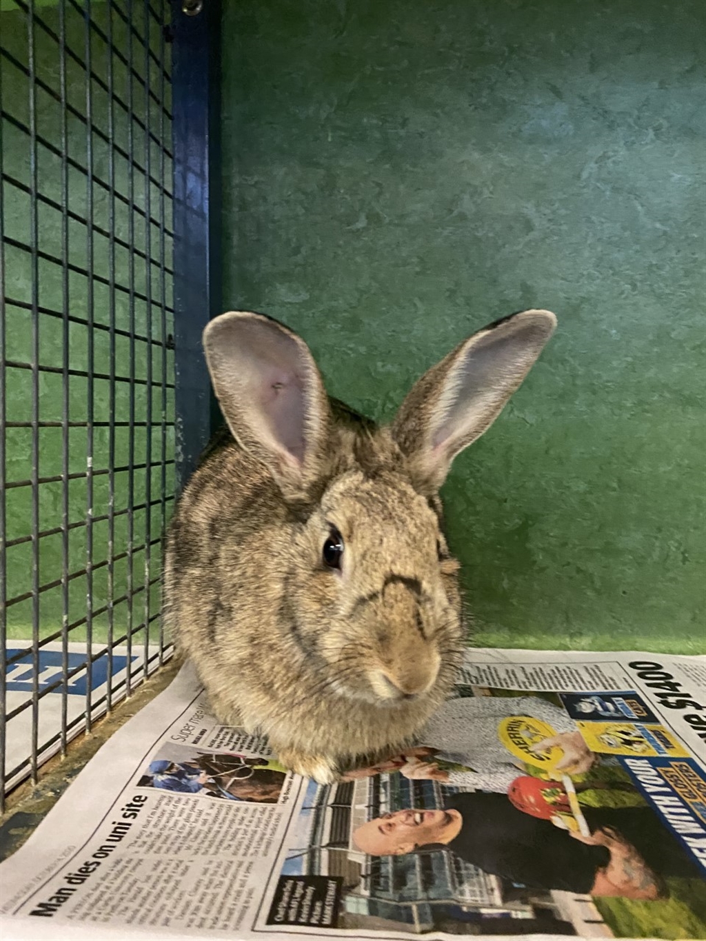 Ariel - Female Unknown Rabbit in VIC - PetRescue