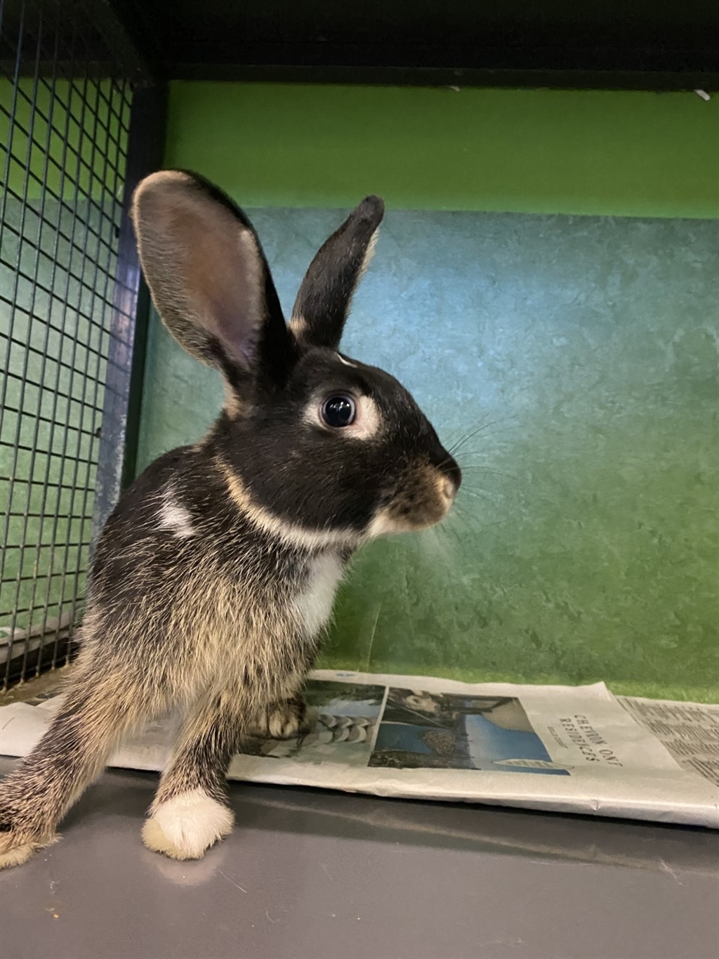 Peter - Male Dutch Rabbit in VIC - PetRescue