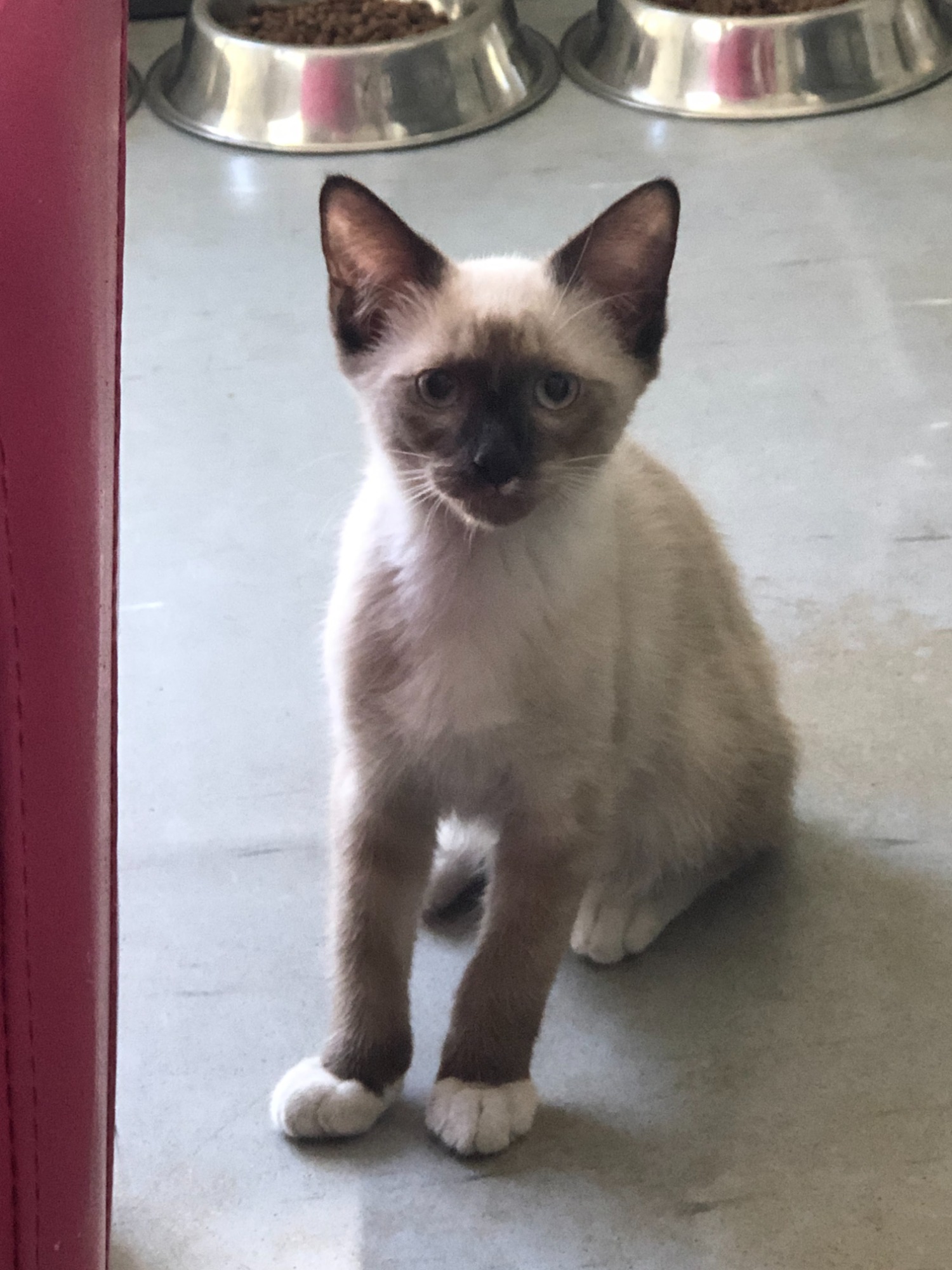 Lindi - Female Birman Cat in NSW - PetRescue