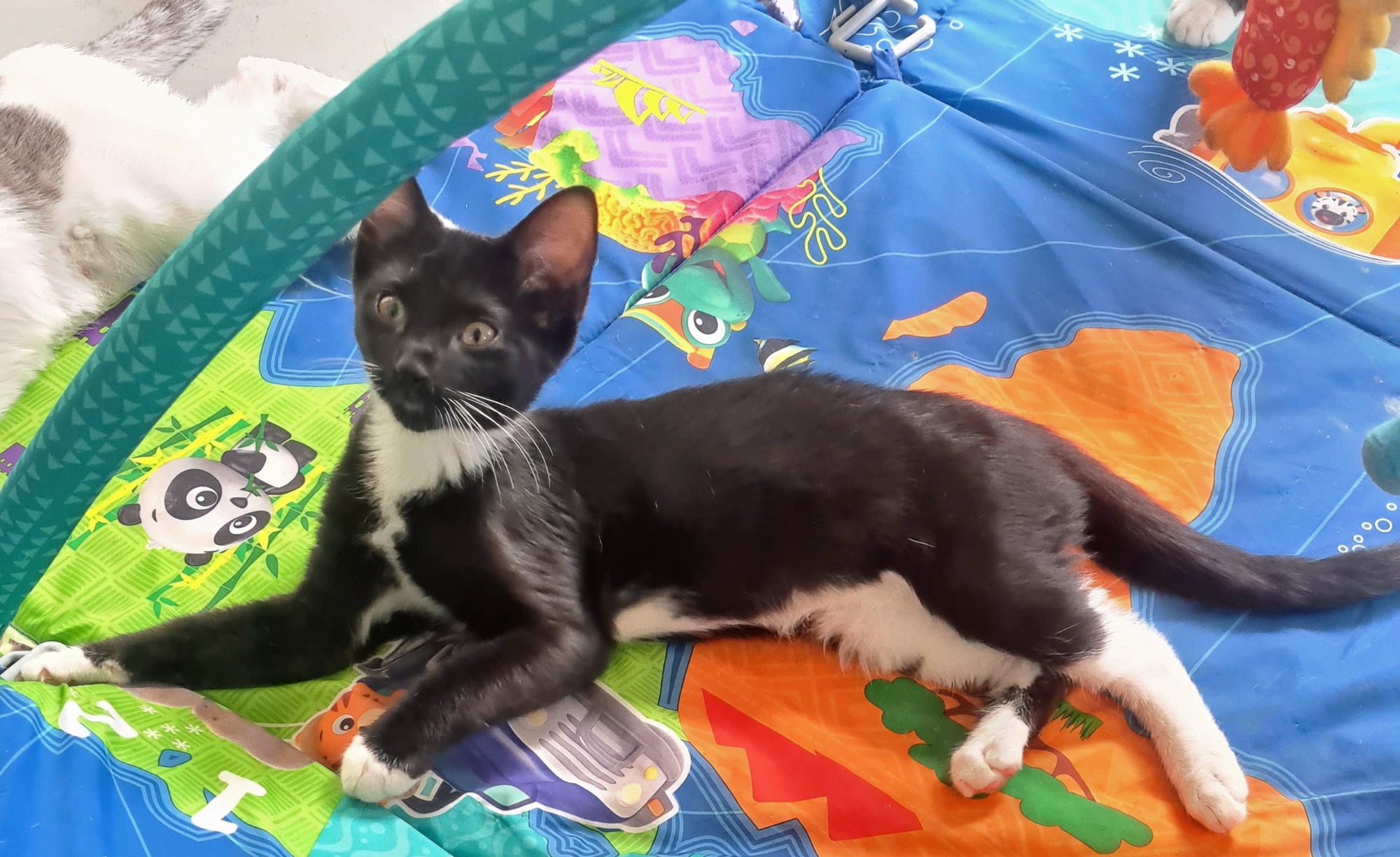 Lionel - Male Birman Cat in NSW - PetRescue