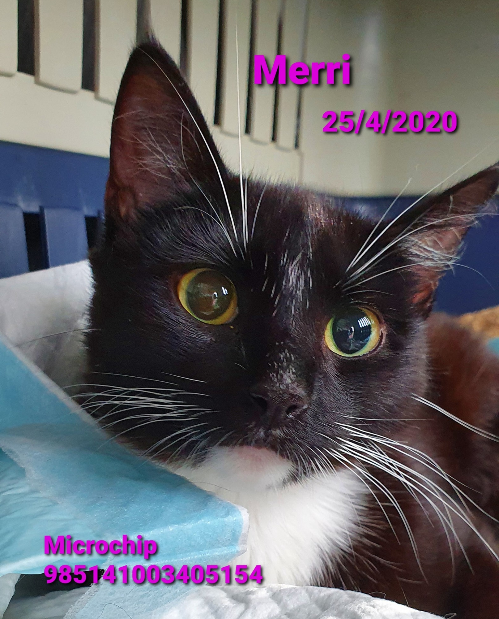 Merri - Female Domestic Short Hair Cat in VIC - PetRescue