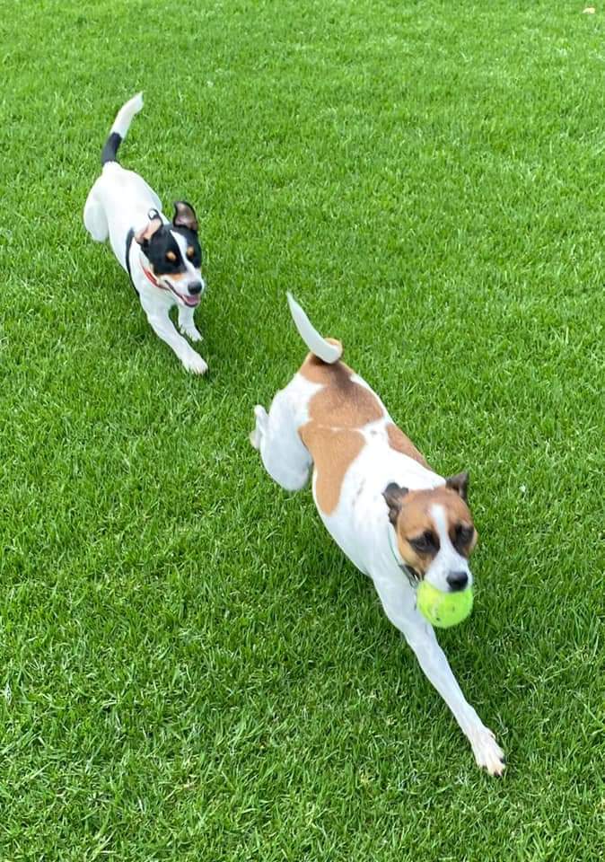 Buggles - Small Male Fox Terrier Mix Dog in NSW - PetRescue