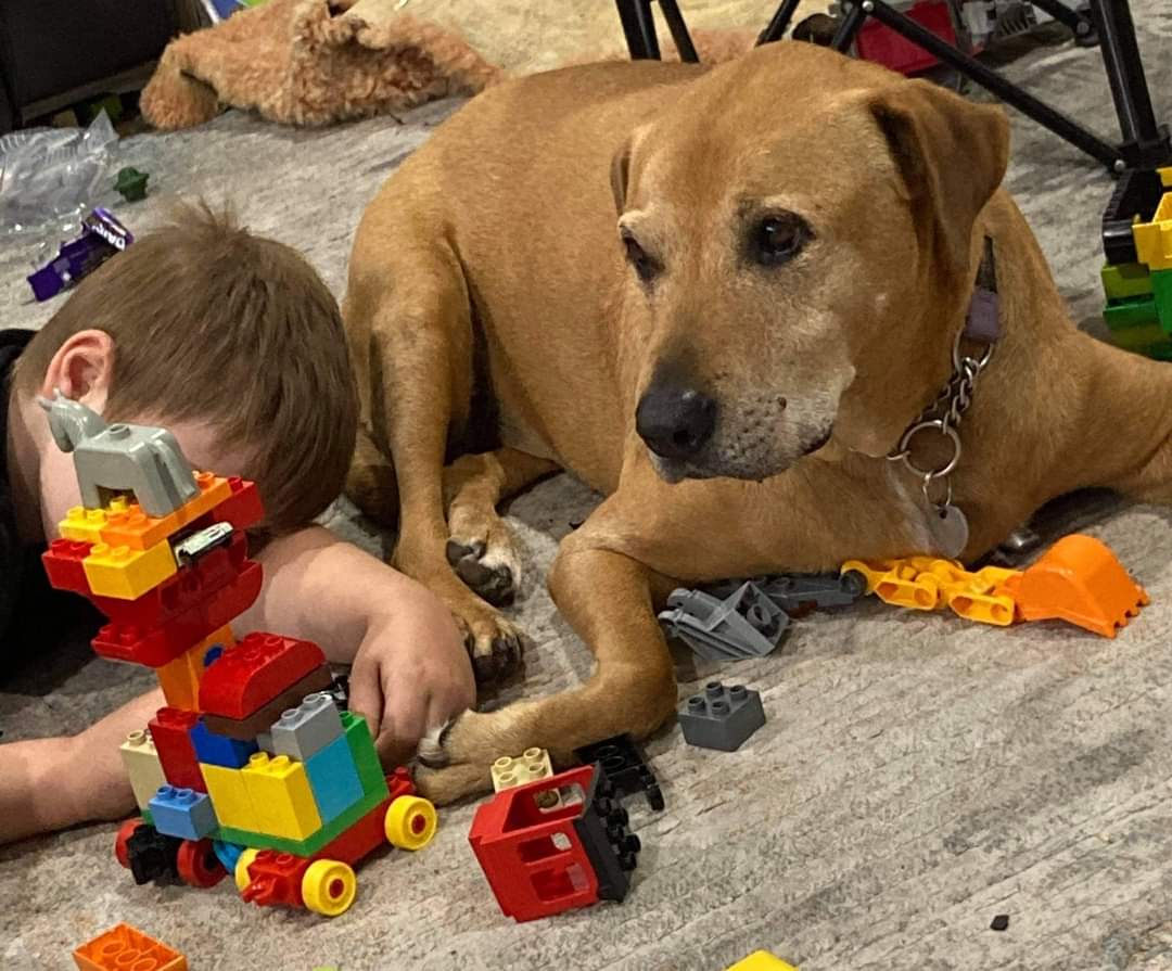Ruby - Large Female Rhodesian Ridgeback Mix Dog in VIC - PetRescue