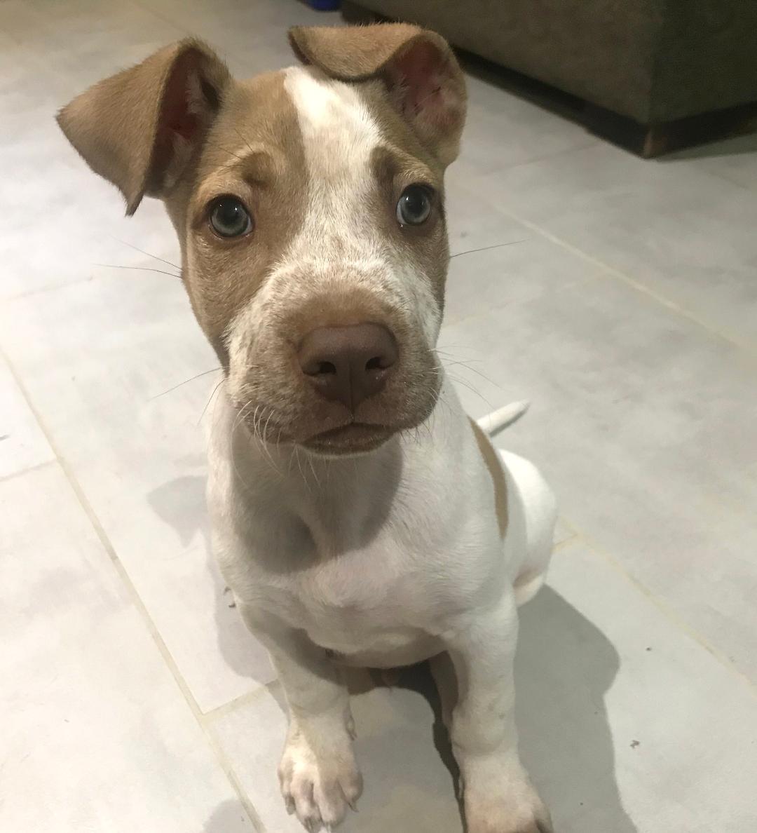 Cattle Jack - Medium Male Cattle Dog Mix Dog in QLD - PetRescue