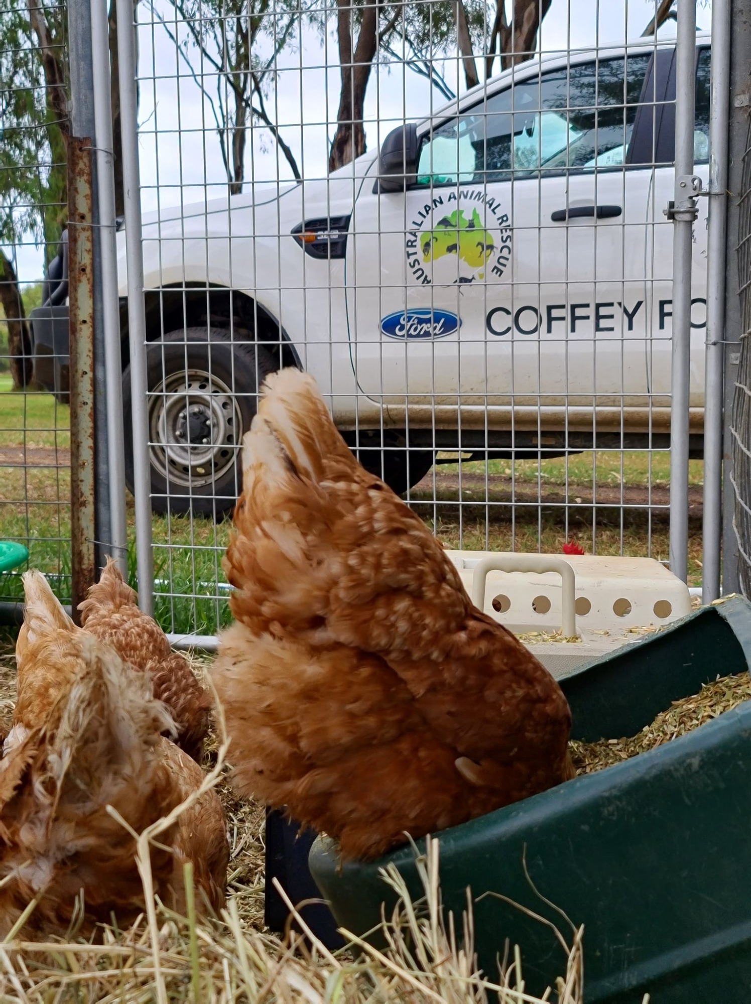 Ten sweet Hens - Female Chicken in VIC - PetRescue