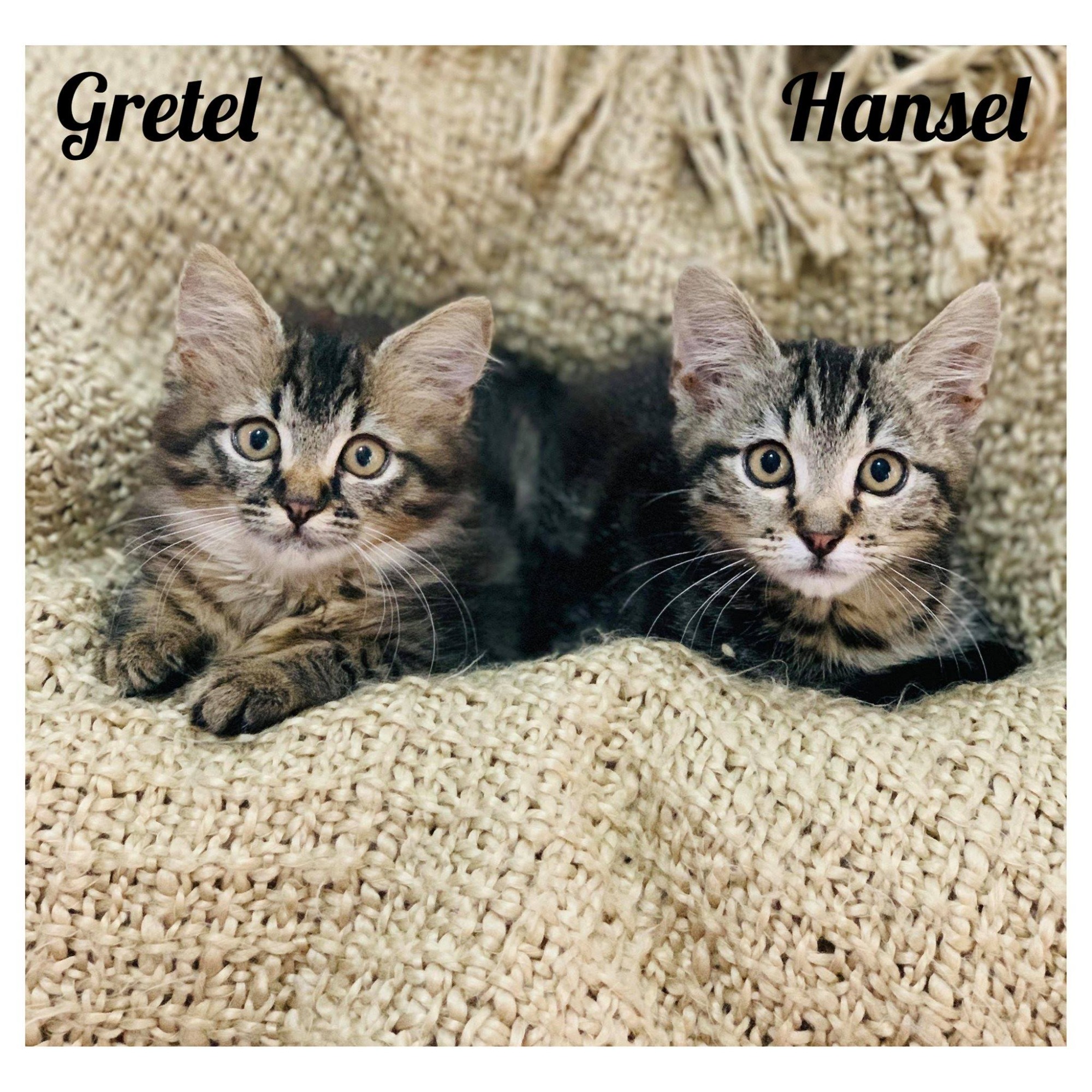4419/4421 - Hansel & Gretel - Male Domestic Short Hair Cat in WA ...