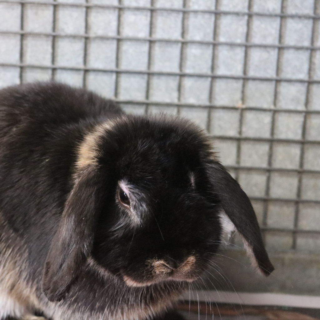 Clyde - Male Lop Eared Rabbit in VIC - PetRescue
