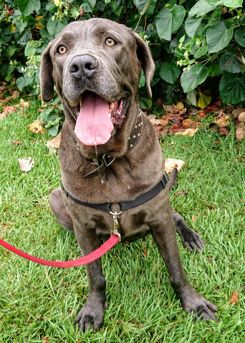 Hades - Large Male Australian Bandog Mix Dog in QLD - PetRescue