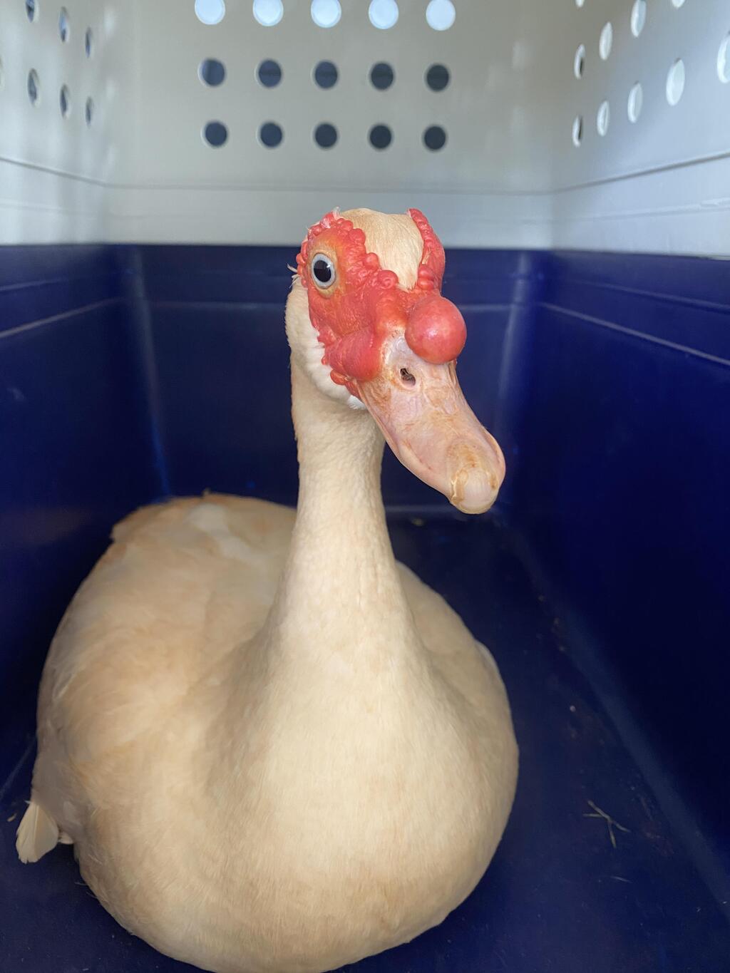 Quakers - Female Duck Muscovy Mix Fowl in QLD - PetRescue