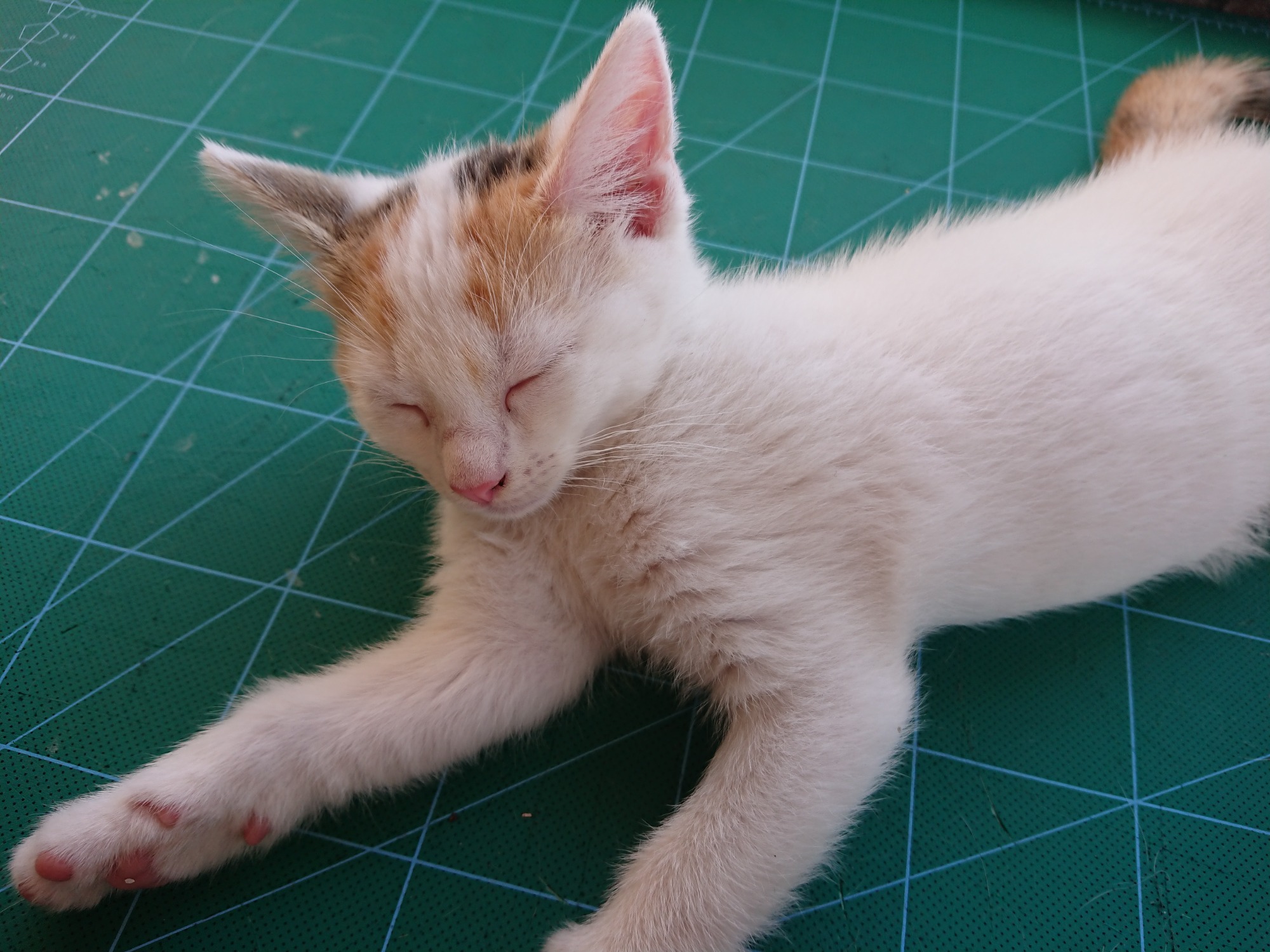 Dalia - Female Domestic Short Hair Cat in NSW - PetRescue