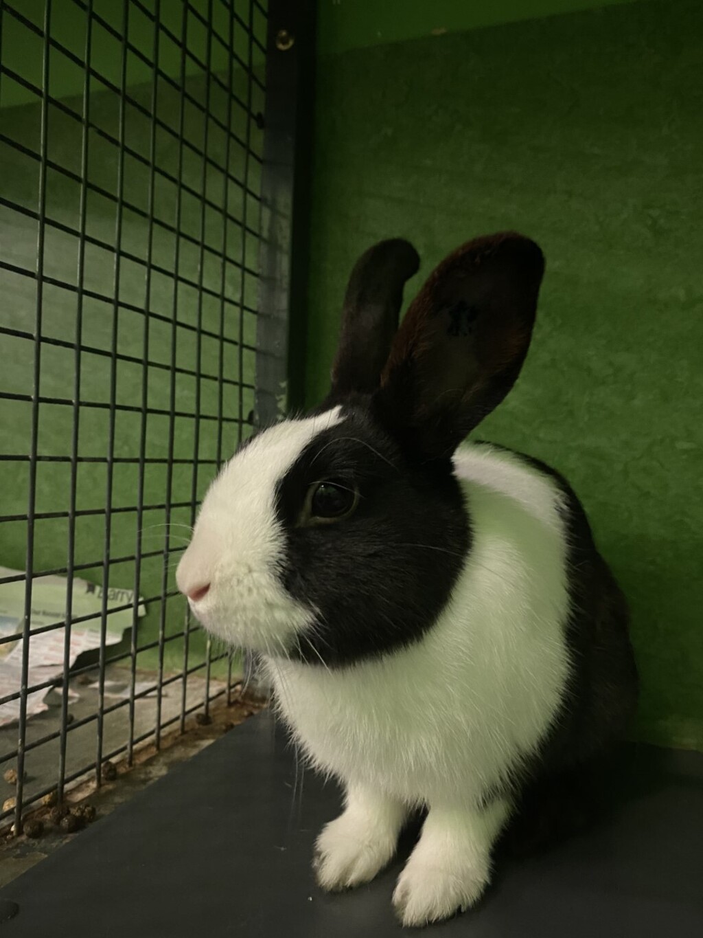 Hop - Male Dutch Rabbit in VIC - PetRescue