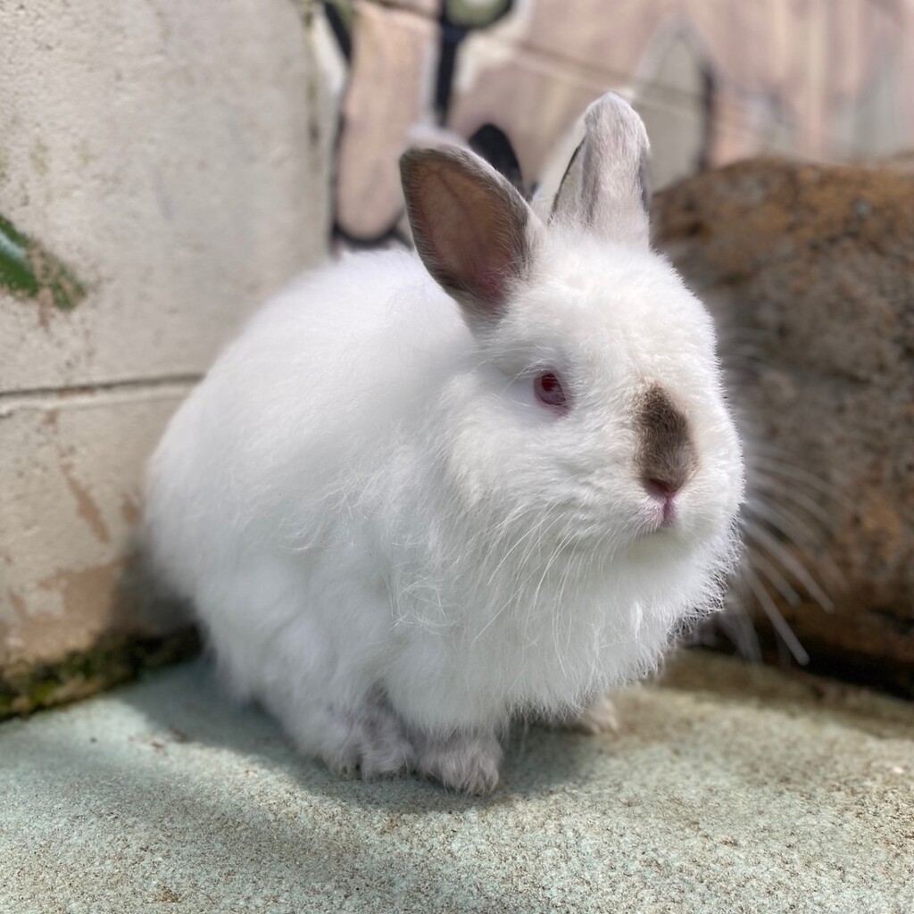 Snowball - Male Jersey Wooly Rabbit in VIC - PetRescue