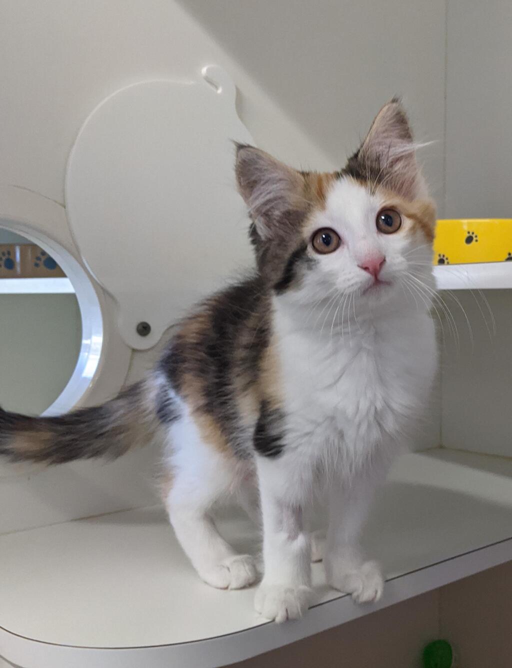 Scrabble - Female Dmh Mix Cat in WA - PetRescue