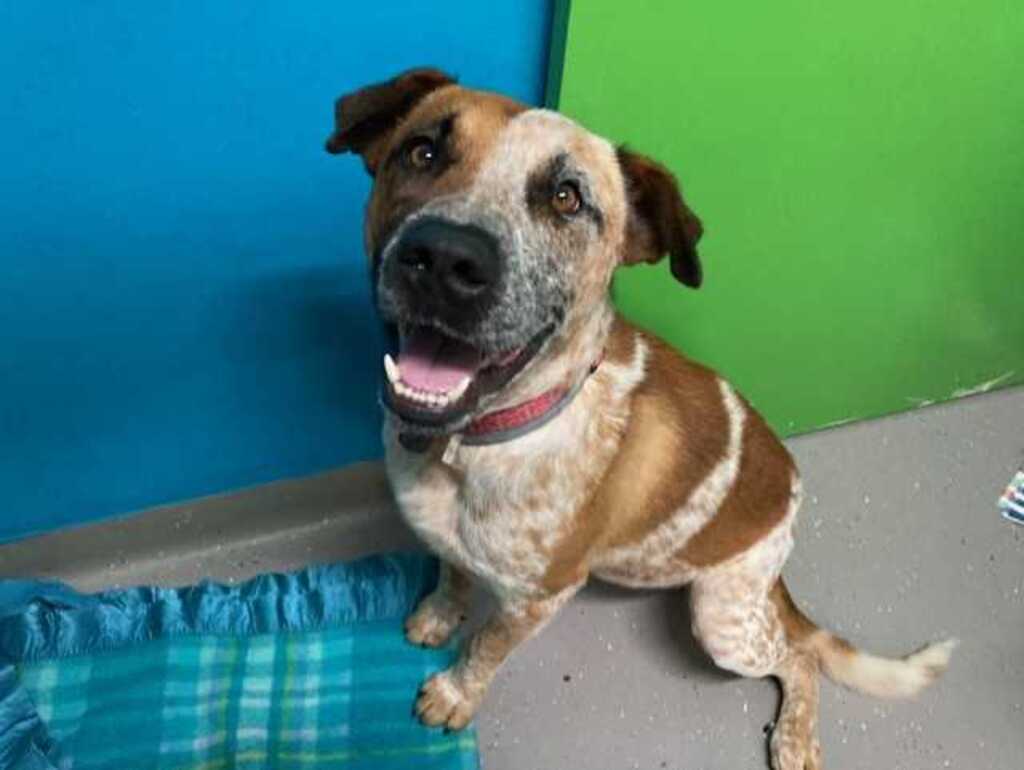 Bingo - Medium Male Australian Cattle Dog x Kelpie Mix Dog in QLD ...