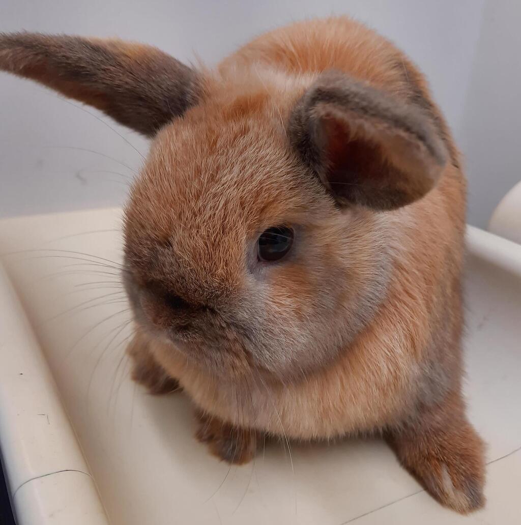 Susie - Female Mini Lop Mix Rabbit in VIC - PetRescue