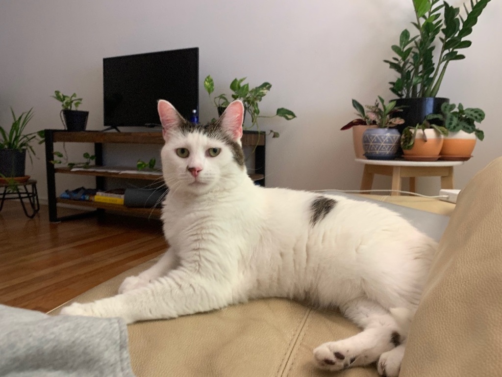 Zebby - Male Domestic Short Hair Mix Cat in WA - PetRescue