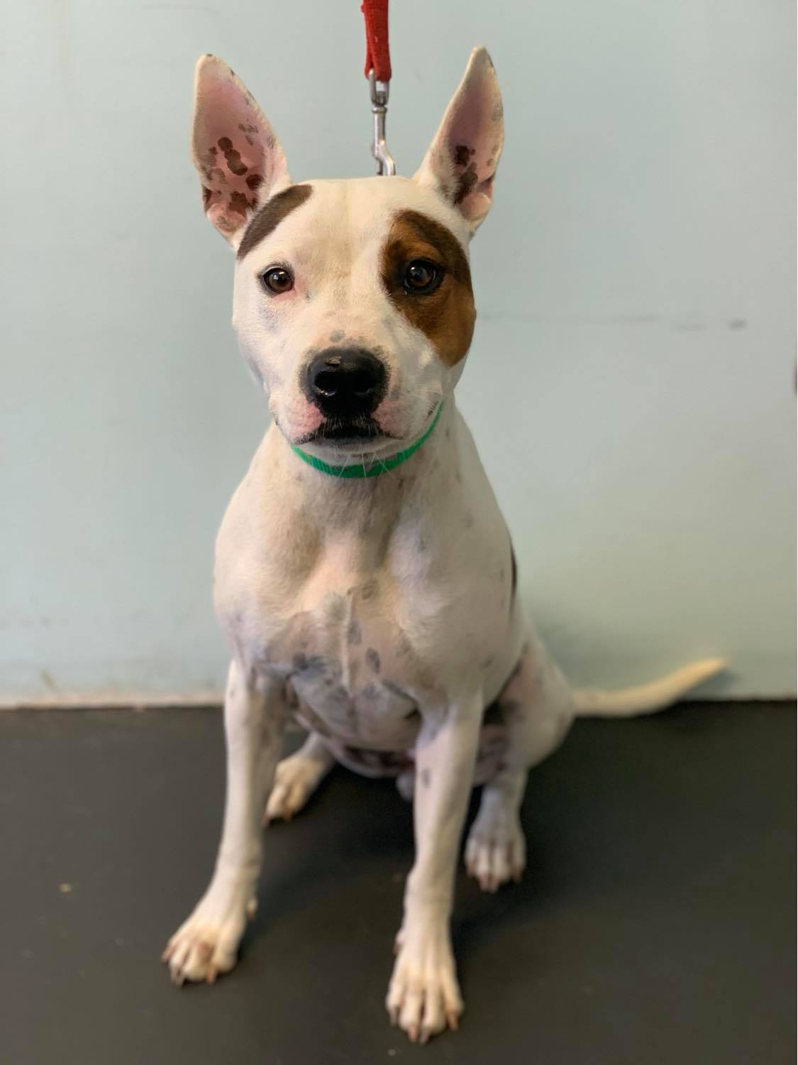 Shida - Medium Female American Staffordshire Bull Terrier Dog in QLD ...