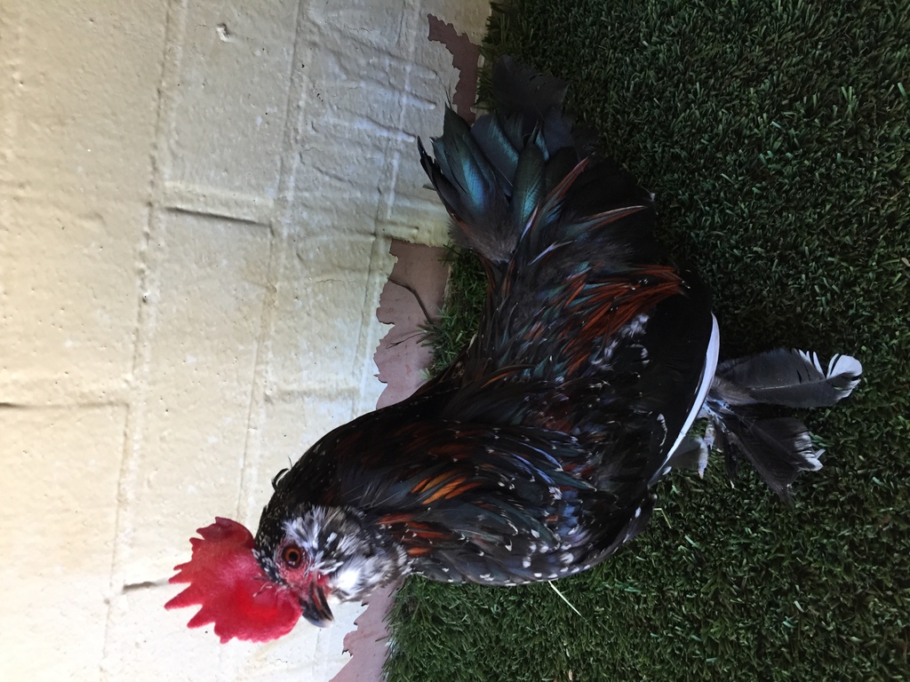 Russell Crow - Male Chicken Silky Bantam Fowl in VIC - PetRescue