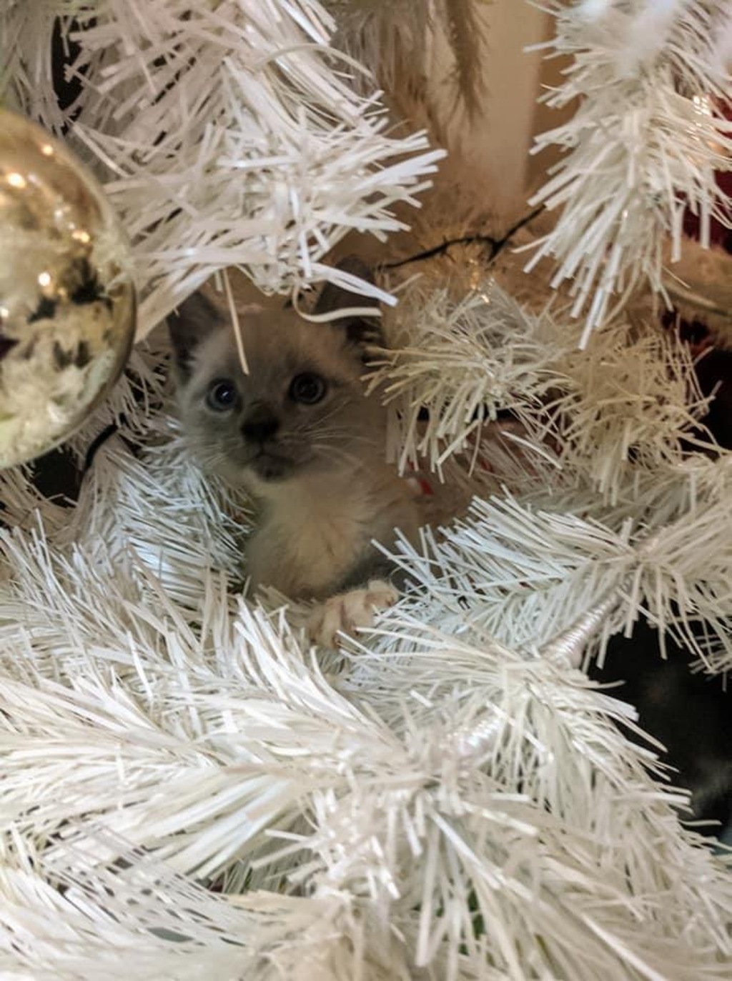 Odin - Male Layanese Mix Cat in QLD - PetRescue