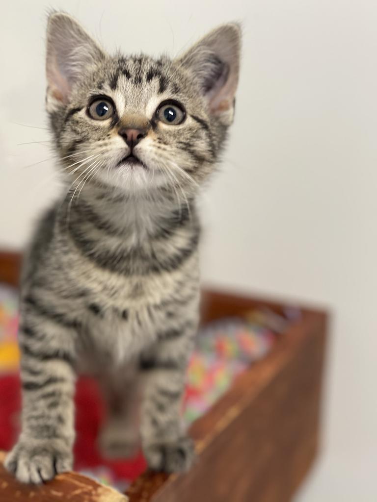 Gully - Female Domestic Short Hair Cat in TAS - PetRescue