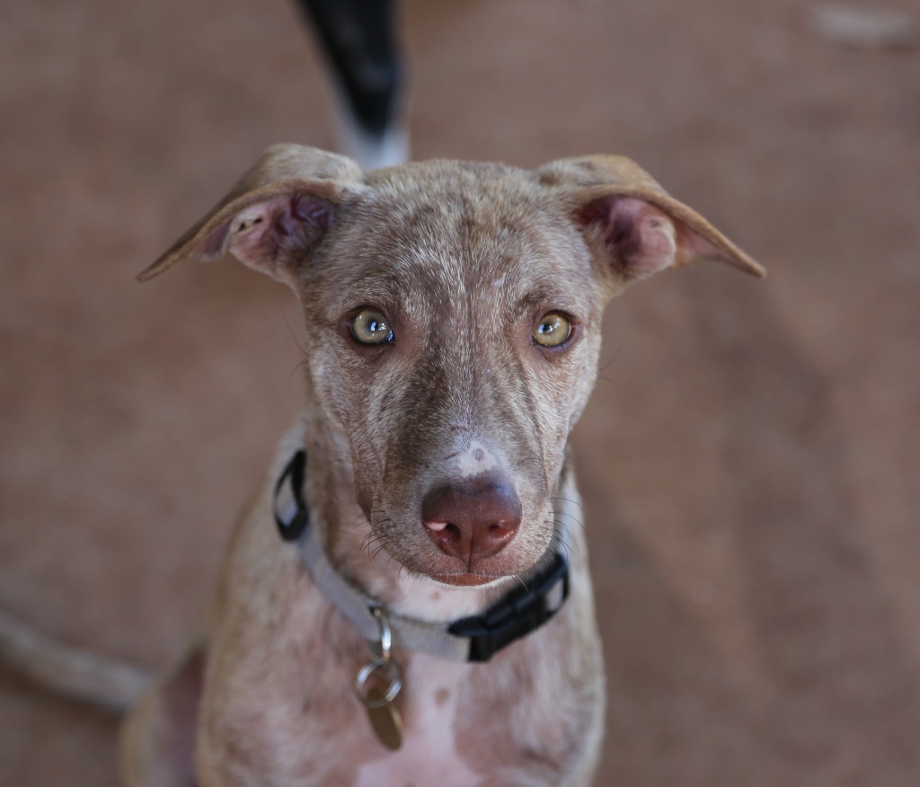 Sheila - Medium Female Mixed Breed Dog in WA - PetRescue