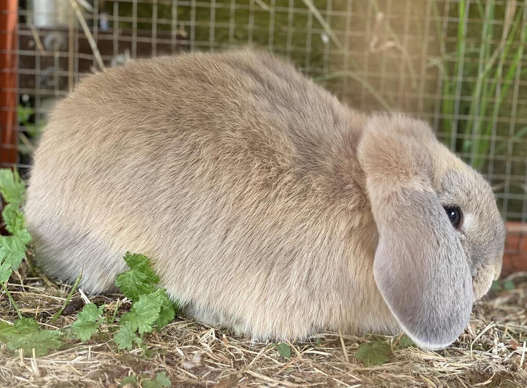 Flopsy - Female Dwarf Mix Rabbit in VIC - PetRescue