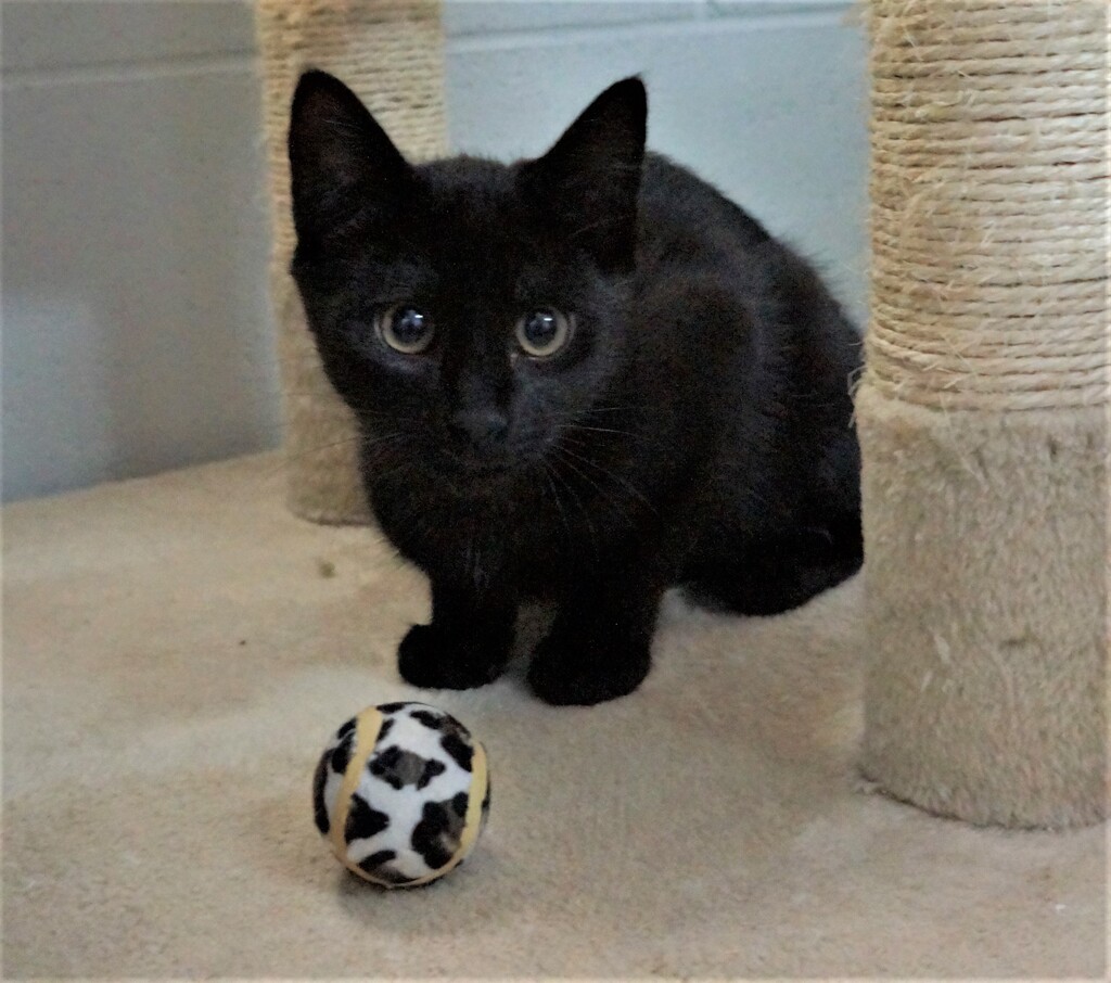 Chicko - Male Domestic Short Hair Mix Cat in TAS - PetRescue
