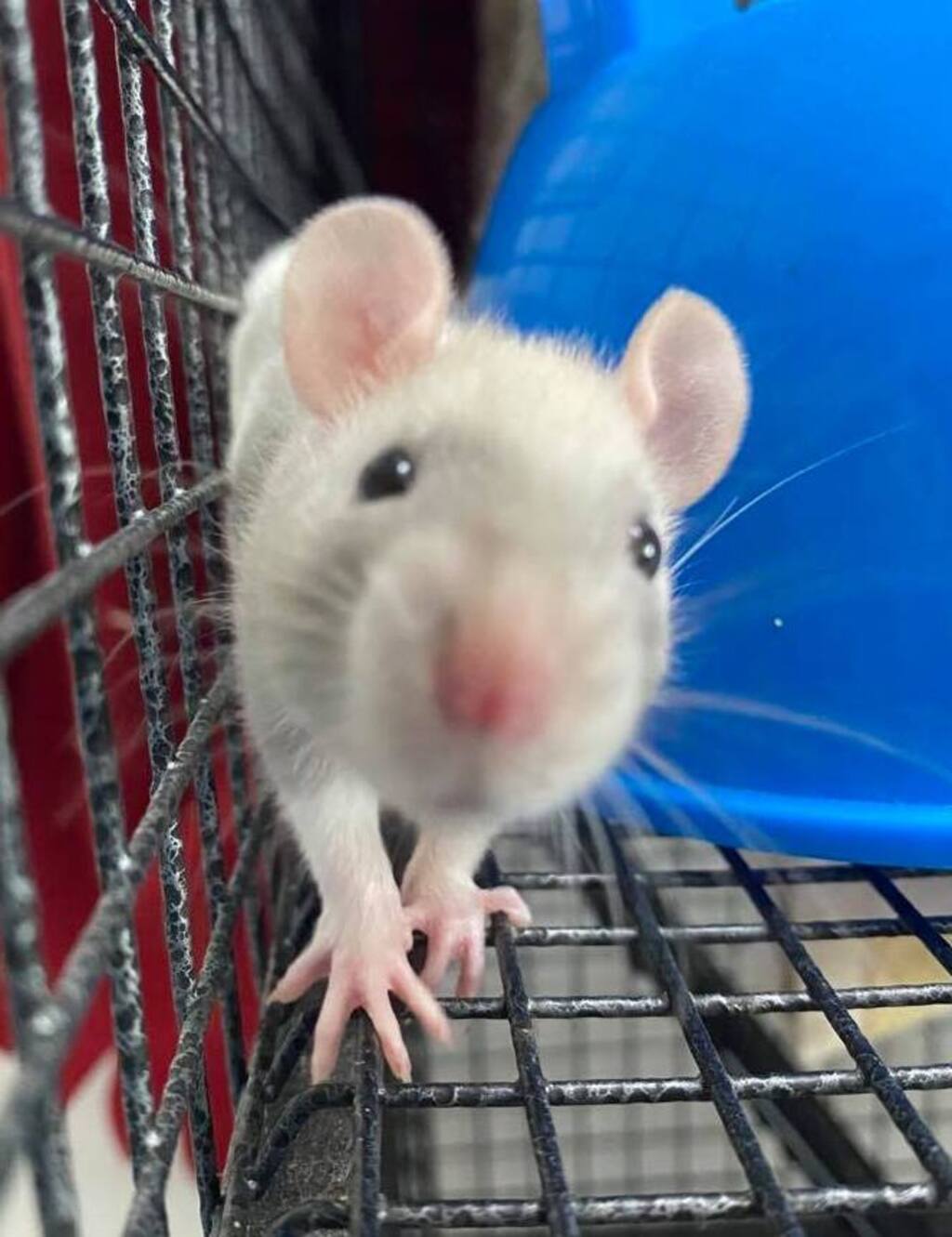 Cookie - Male Rat Rodent in ACT - PetRescue