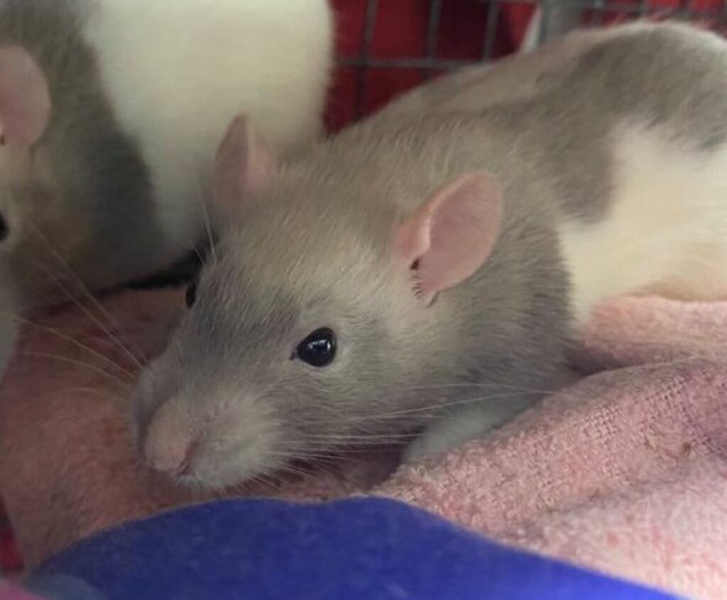 Caramel - Male Rat Rodent in ACT - PetRescue