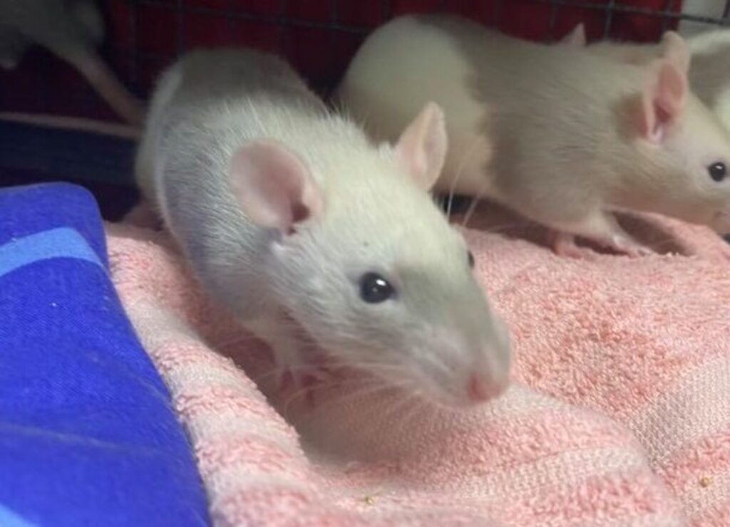 Muffin - Male Rat Rodent in ACT - PetRescue