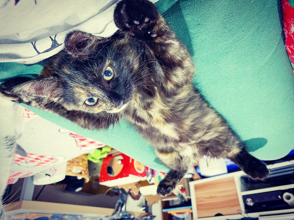 Mallory Knox - Female Domestic Medium Hair Cat in VIC - PetRescue