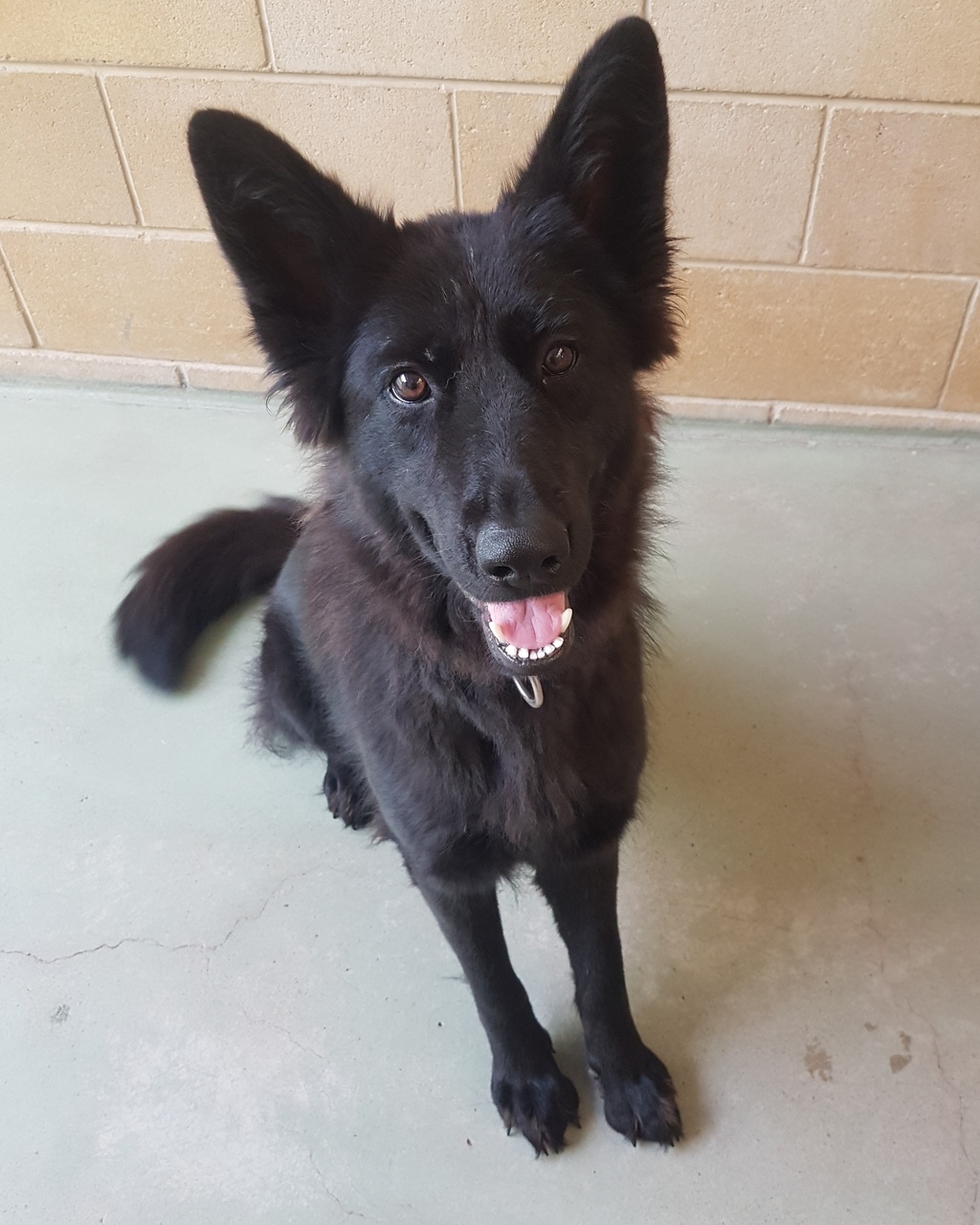 Stardust - Large Female German Shepherd Mix Dog in QLD - PetRescue