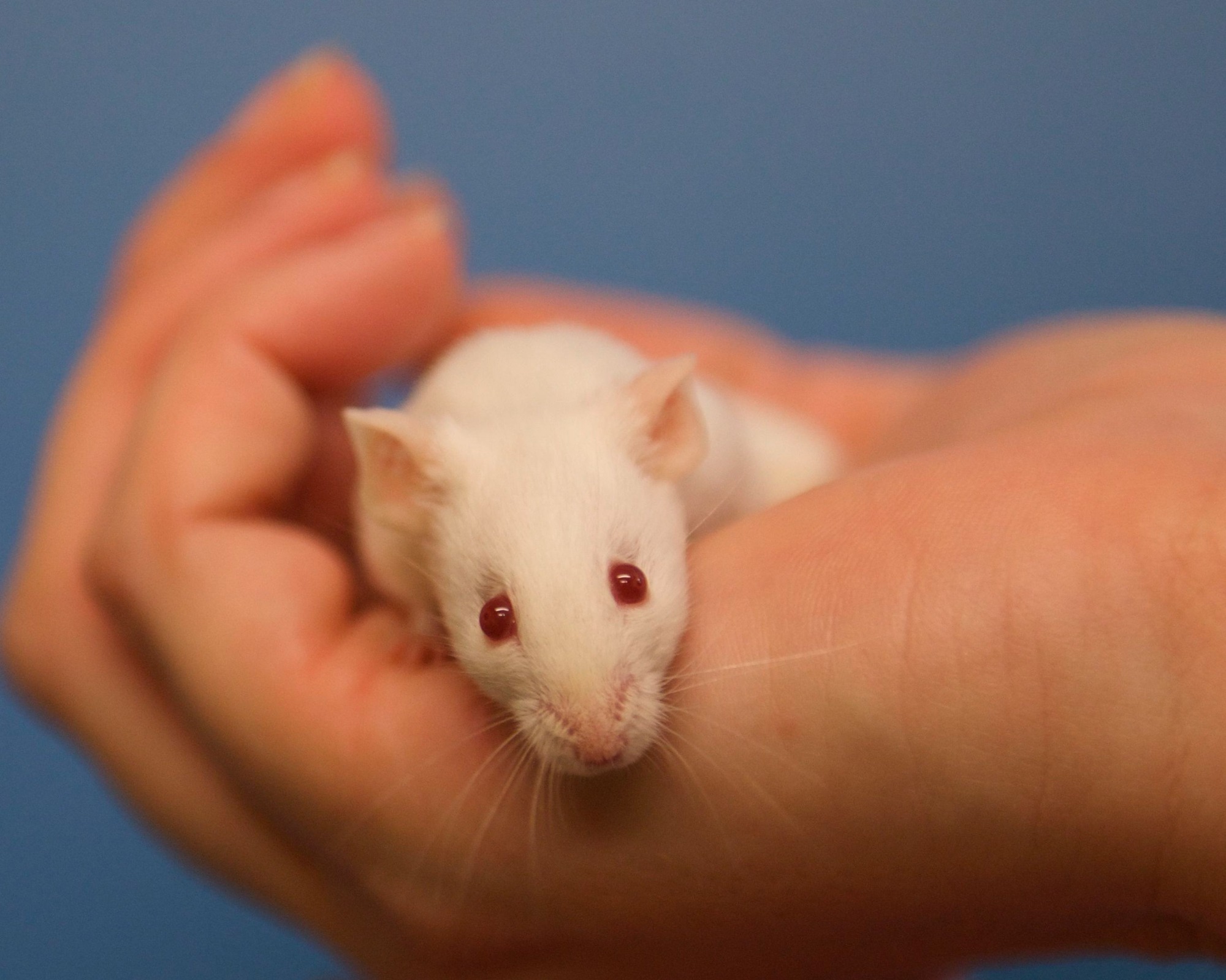 Amanda - Female Rodent in NSW - PetRescue