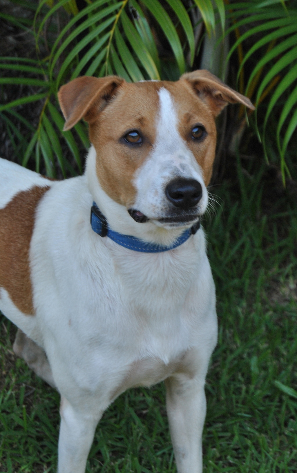 Sasha - Medium Female Australian Cattle Dog x Jack Russell Terrier Mix ...