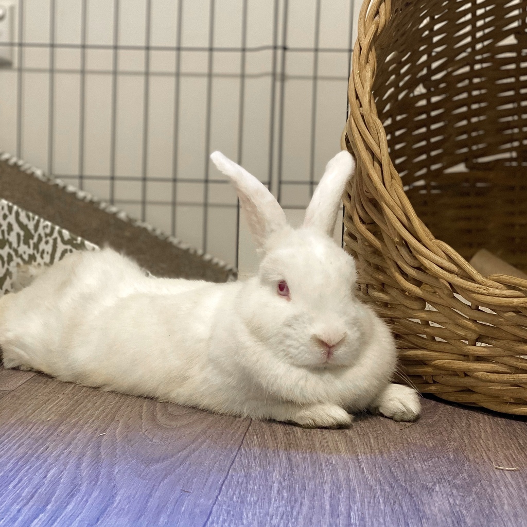 Possum - Female Rabbit Unspecified Rabbit in VIC - PetRescue