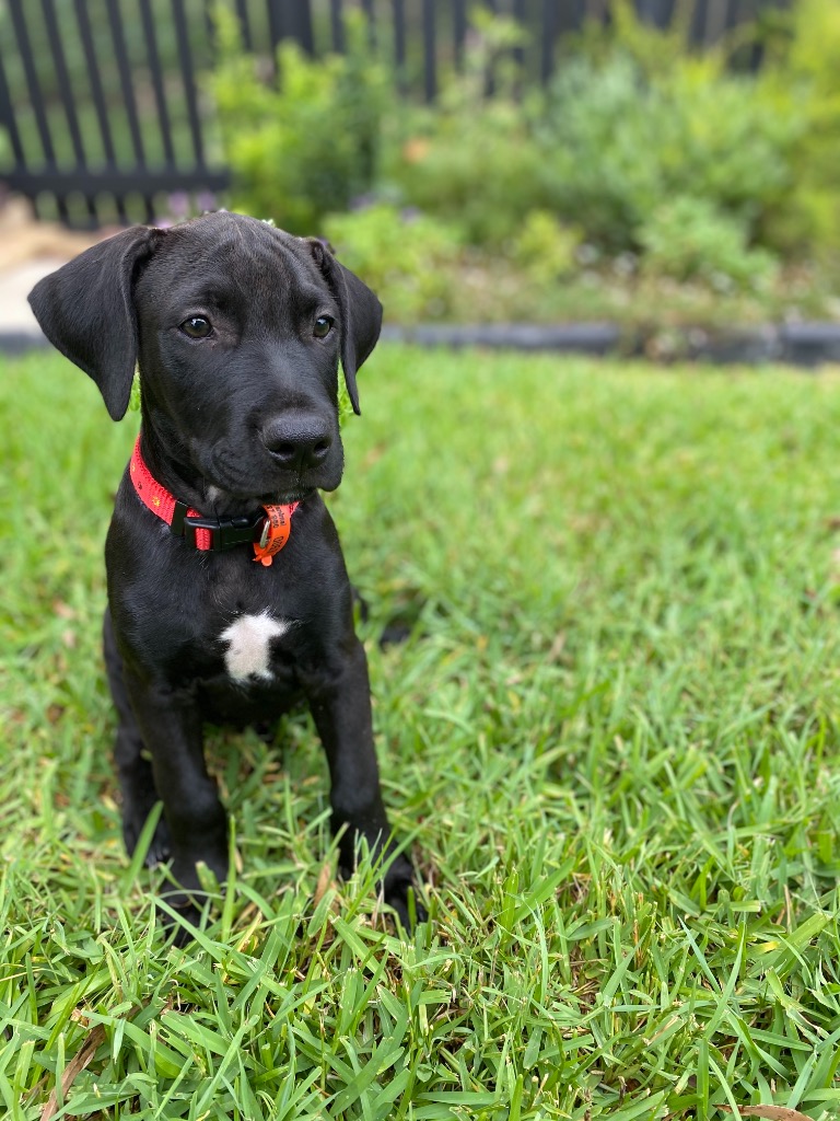 Apollo - Large Male Bull Arab x Labrador Mix Dog in QLD - PetRescue