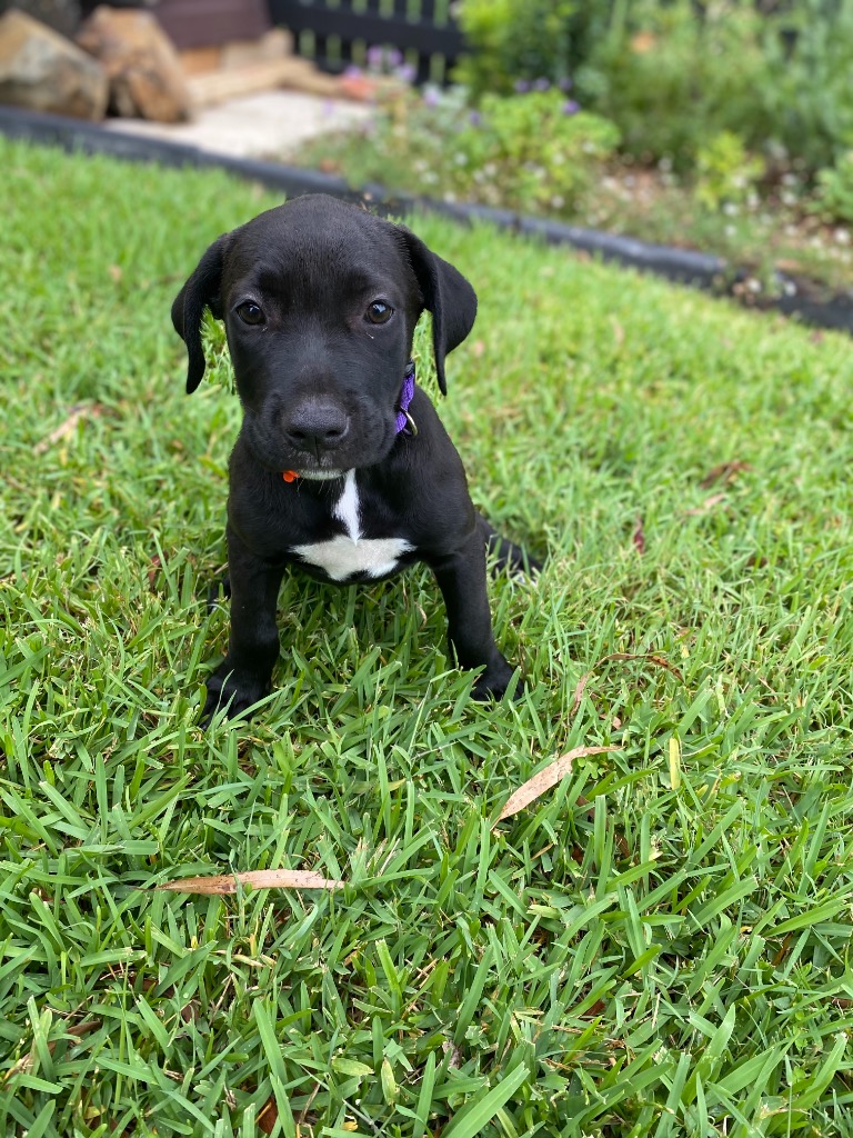 Zipper - Large Female Bull Arab x Labrador Mix Dog in QLD - PetRescue