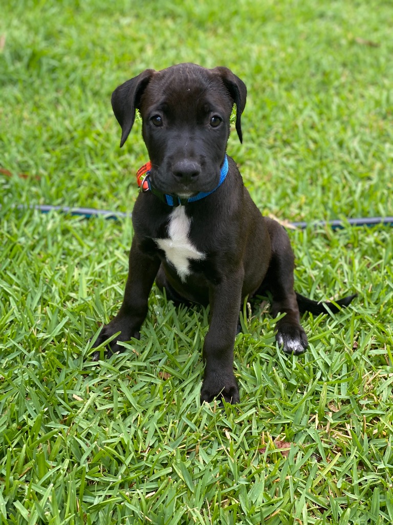 Athena - Large Female Bull Arab x Labrador Mix Dog in QLD - PetRescue