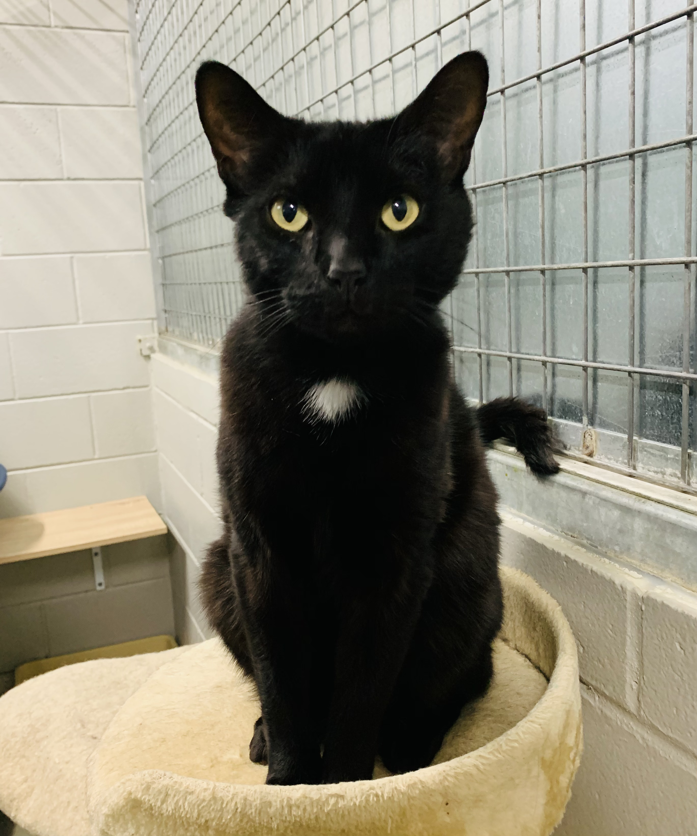 Boof - Male Domestic Short Hair Cat in VIC - PetRescue