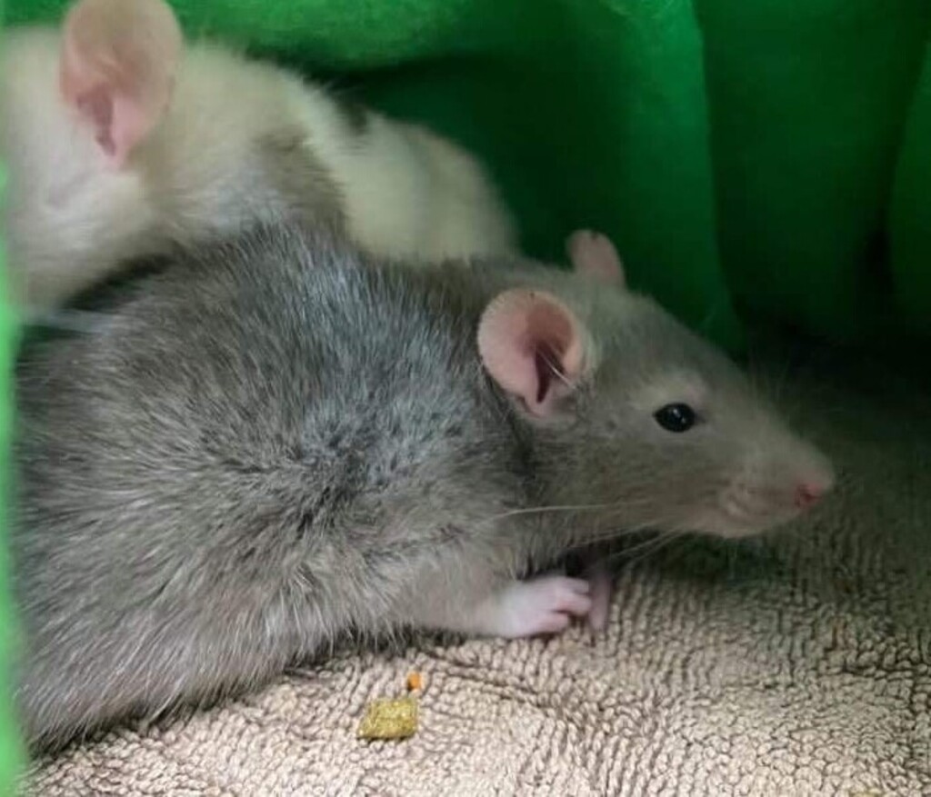 Belle - Female Rat Rodent in ACT - PetRescue