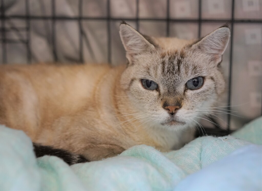 Alfred - Male Layanese Mix Cat in QLD - PetRescue