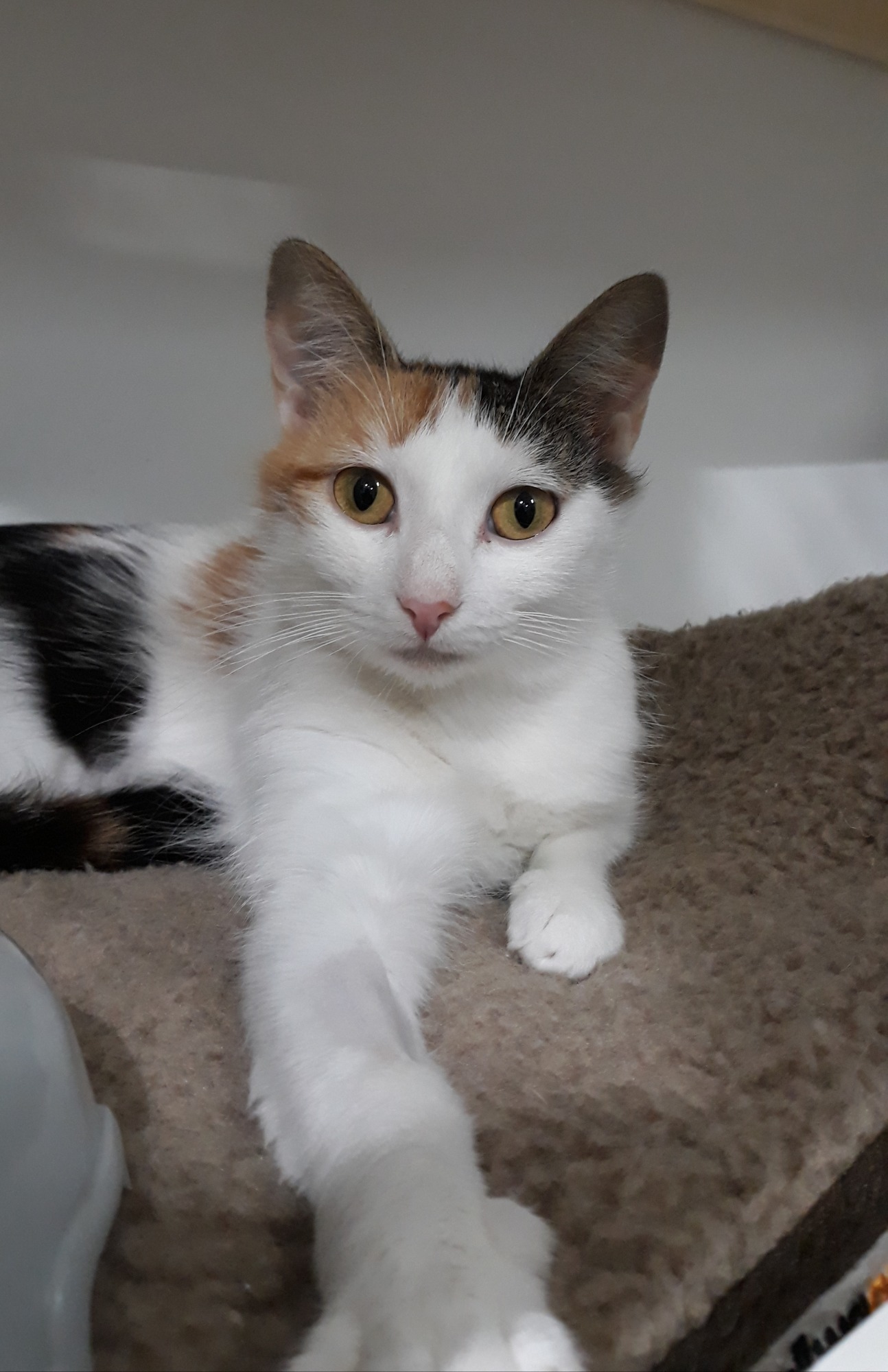 Mooch - Female Domestic Short Hair Mix Cat in VIC - PetRescue